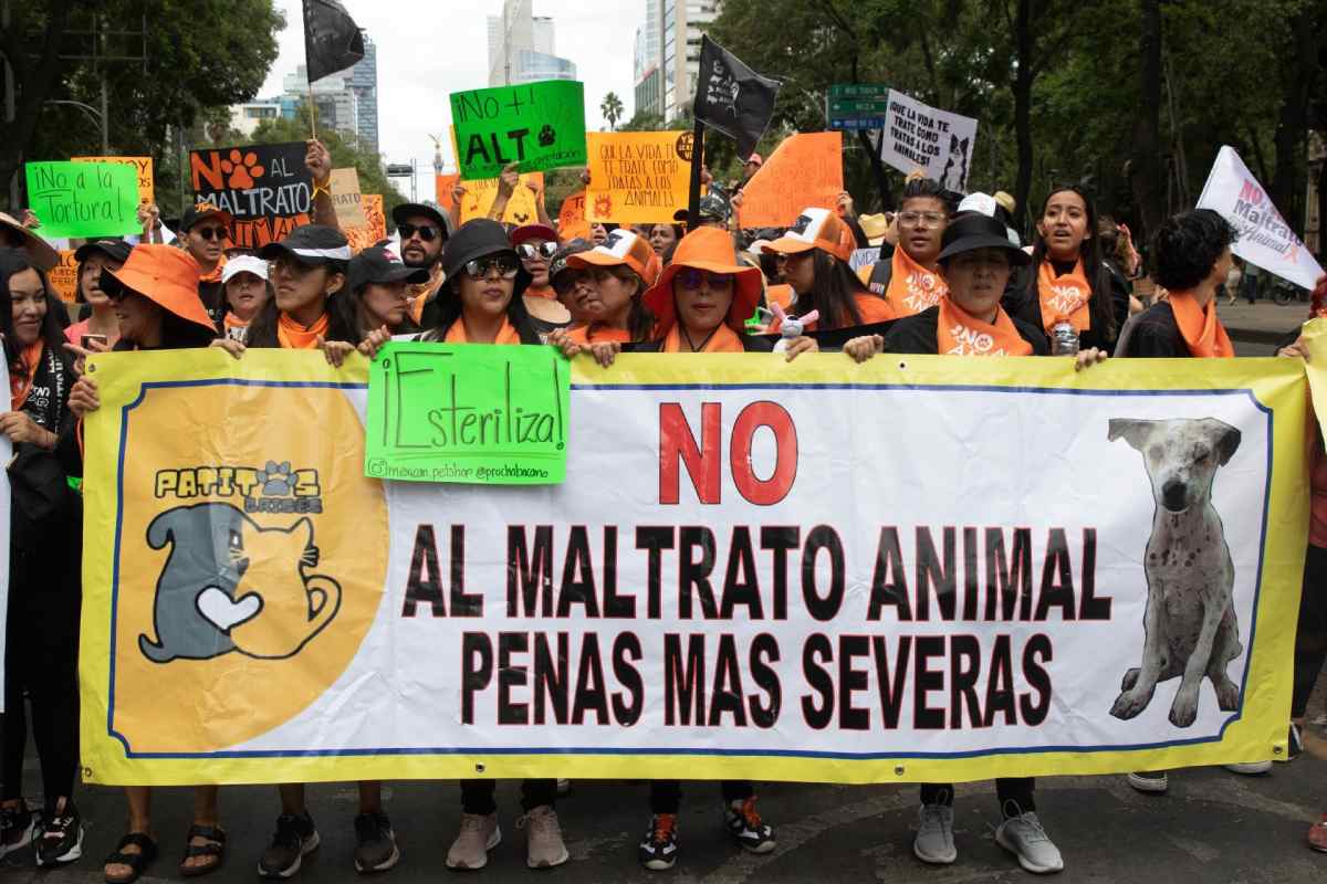 Maltrato animal: La iniciativa de MC que busca cerrar el vacío legal en ...